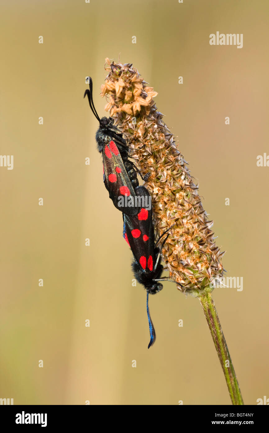 Five spot burnet moth Stock Photo - Alamy