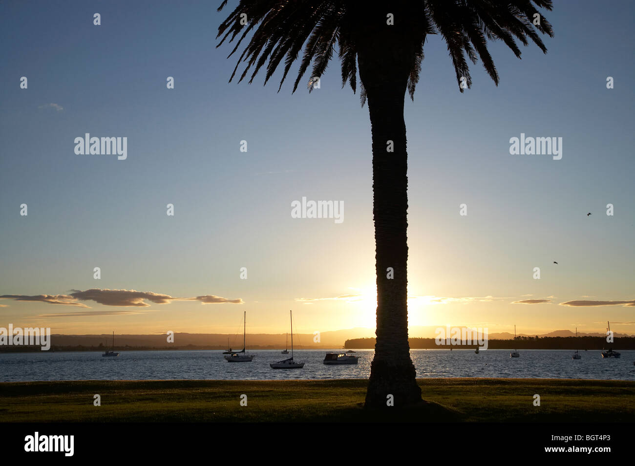 Palm Tree and Yachts at Sunset, Tauranga Harbour, Mount Maunganui, Bay ...