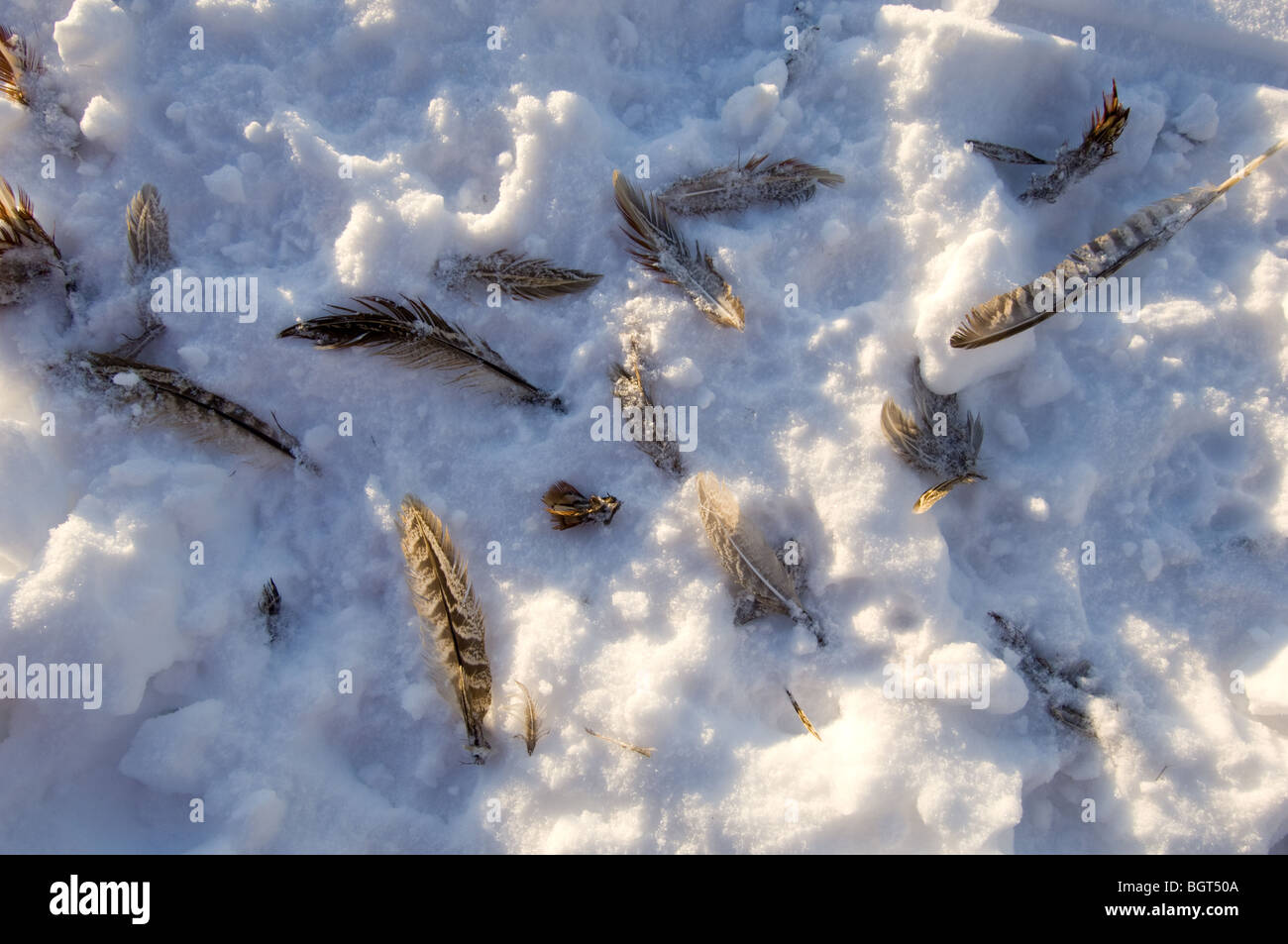 What remains of a bird a few feathers left in the snow Stock Photo - Alamy