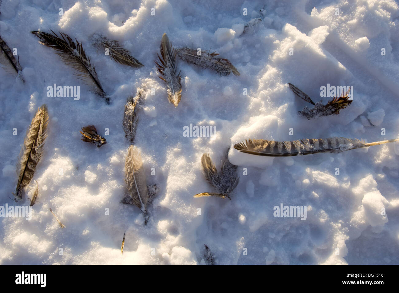 A few feathers hi-res stock photography and images - Alamy