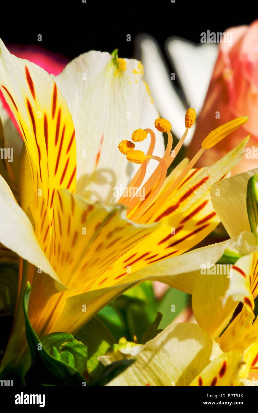 closeup of alstroemeria with its bright yellow pedals and distinctive ...