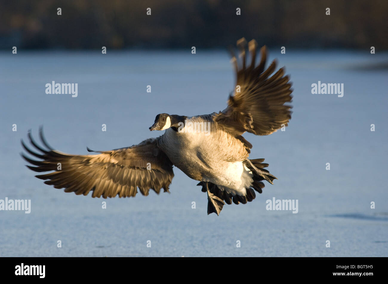 Bird preparing to land hi-res stock photography and images - Alamy