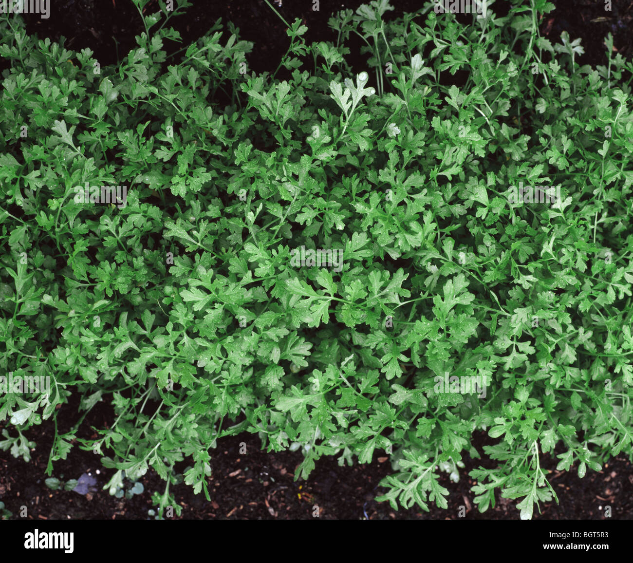 Leafy green shrub, Ireland Stock Photo - Alamy