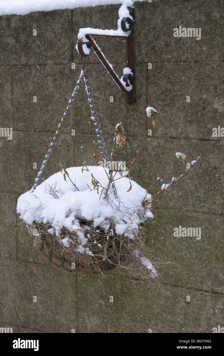 Dead flower basket in snow Stock Photo - Alamy