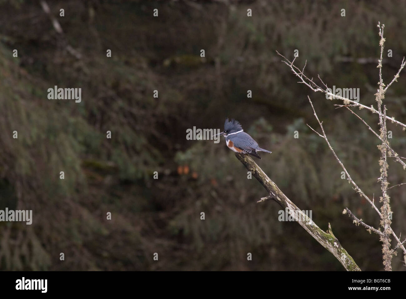 Avian angler hi-res stock photography and images - Alamy