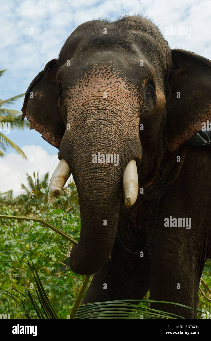 An Indian elephant (Elephas maximus indicus) snacks on a large palm ...