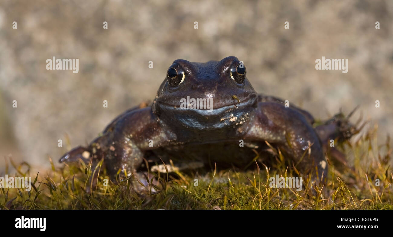 Nice rock hi-res stock photography and images - Alamy