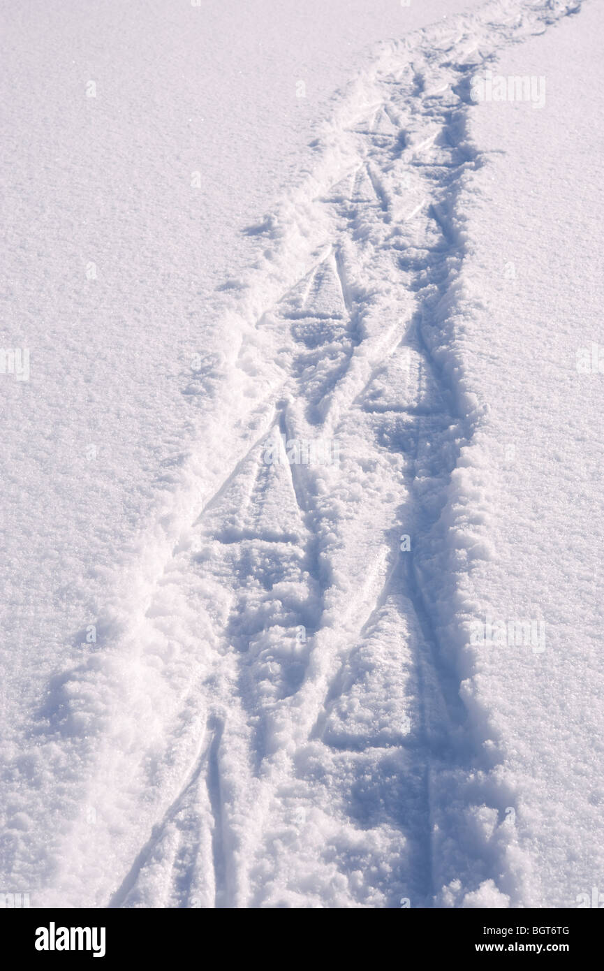 Snowshoe prints hi-res stock photography and images - Alamy