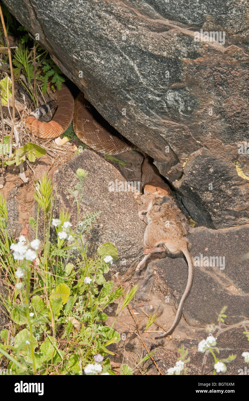 A Large Rodent High Resolution Stock Photography and Images - Alamy