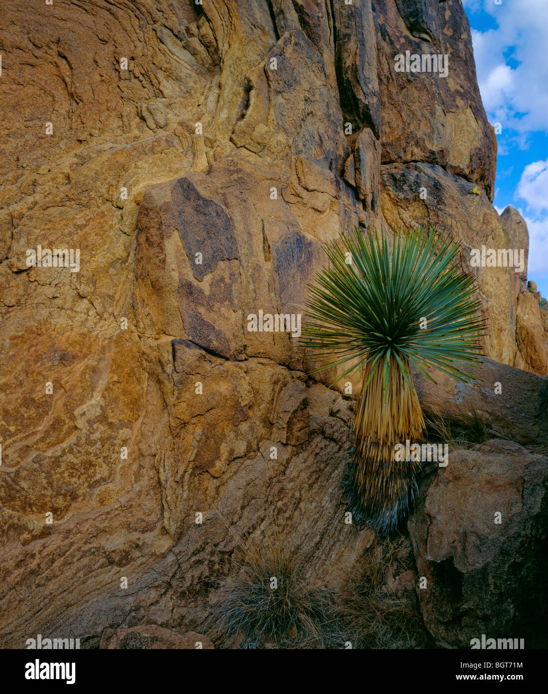 beaked yucca (Yucca rostrata), Big Bend National Park, Texas Stock ...