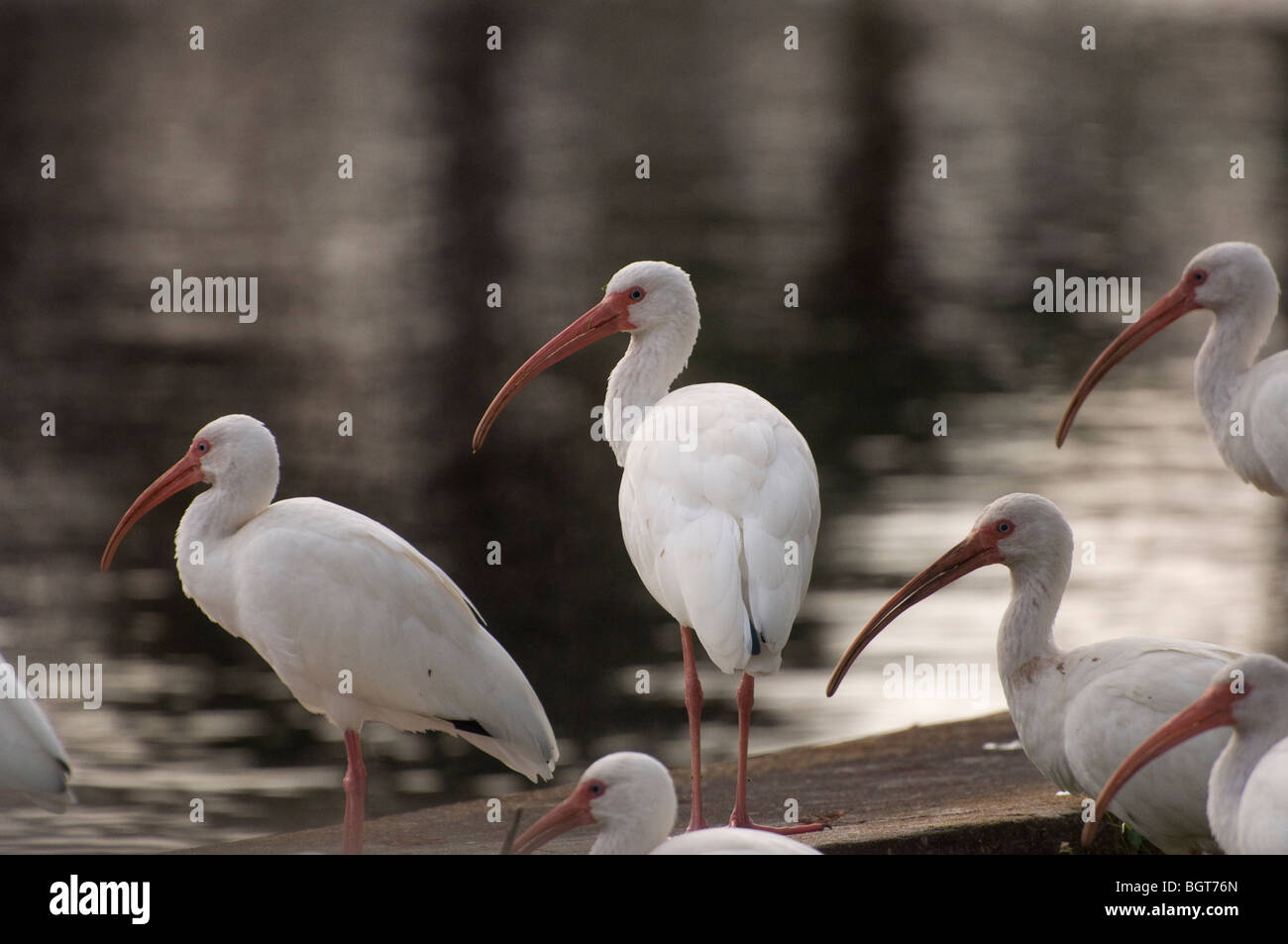 Congregate hi-res stock photography and images - Alamy