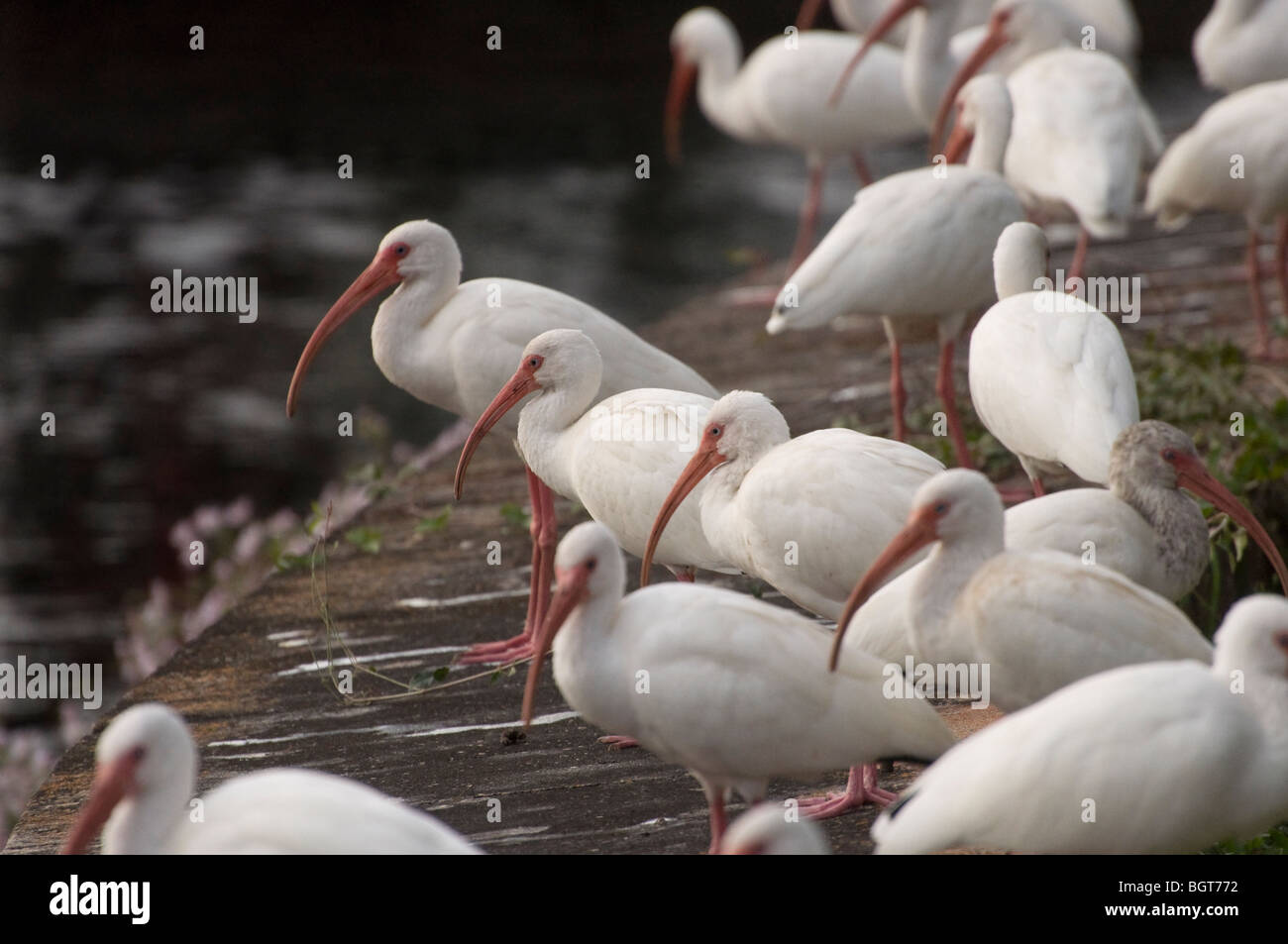 Congregate hi-res stock photography and images - Alamy