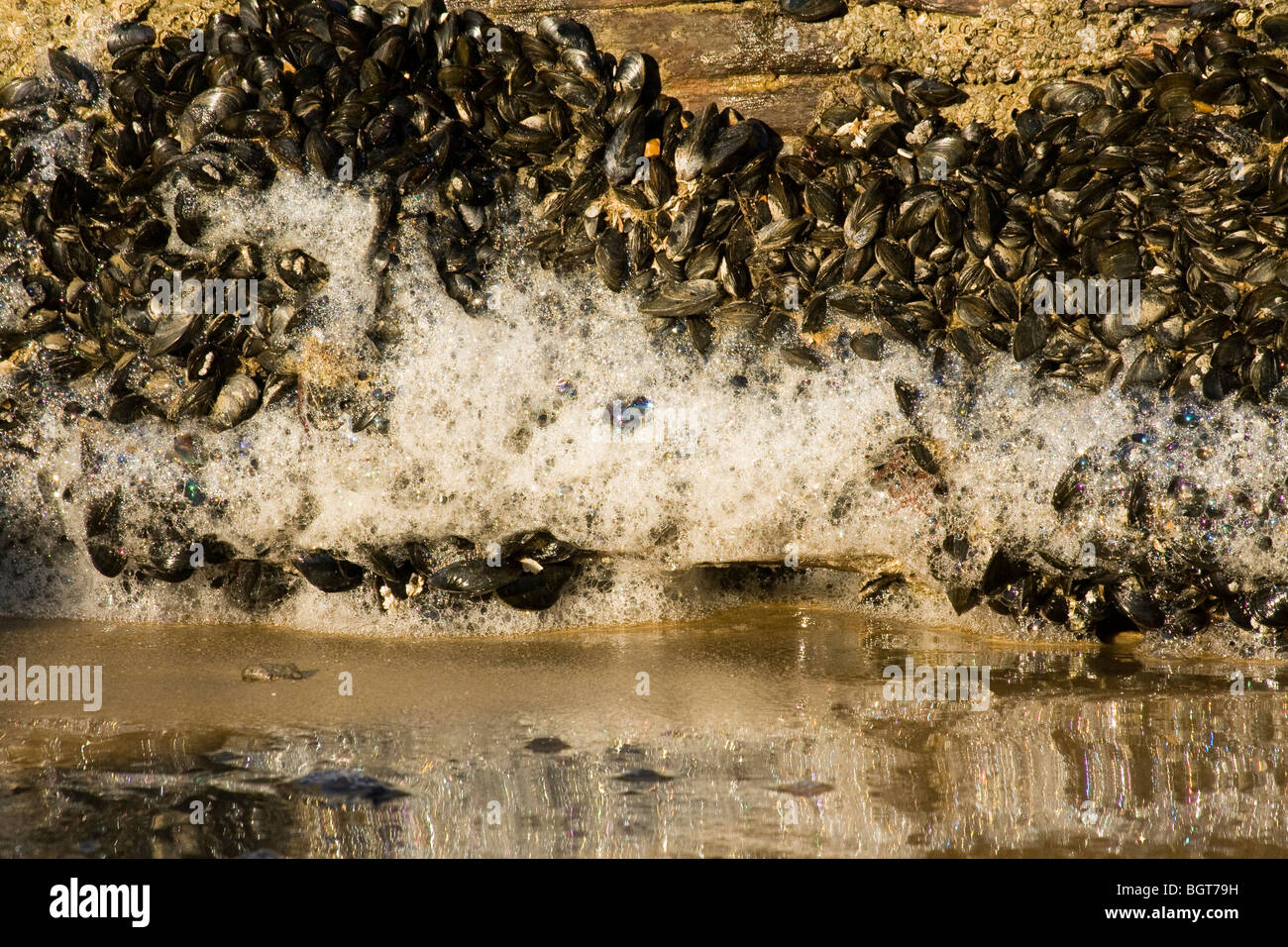 Small Mussels attached to a groyne with sea foam on them on the ...