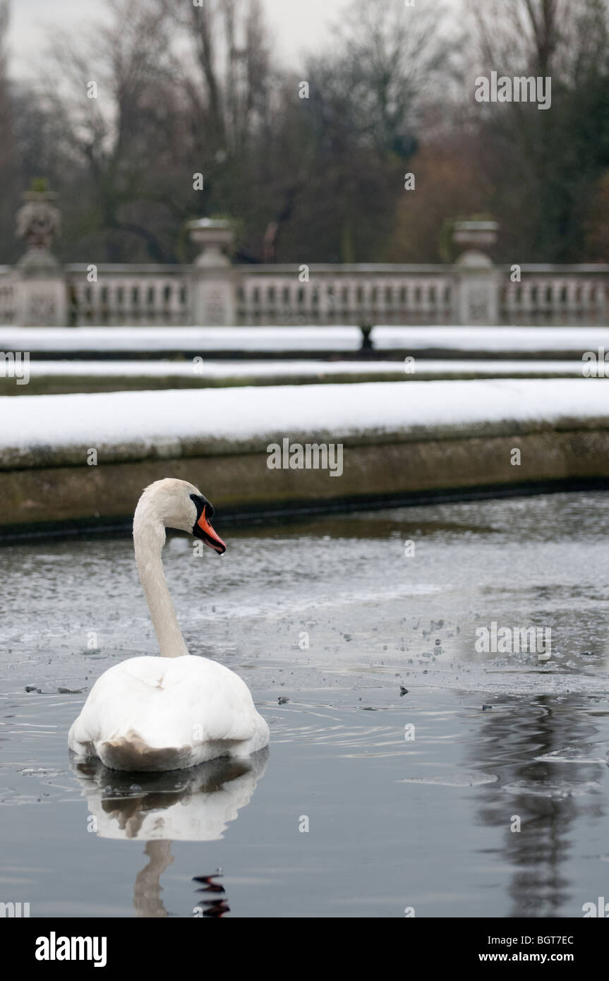 Swan winter snow hi-res stock photography and images - Alamy