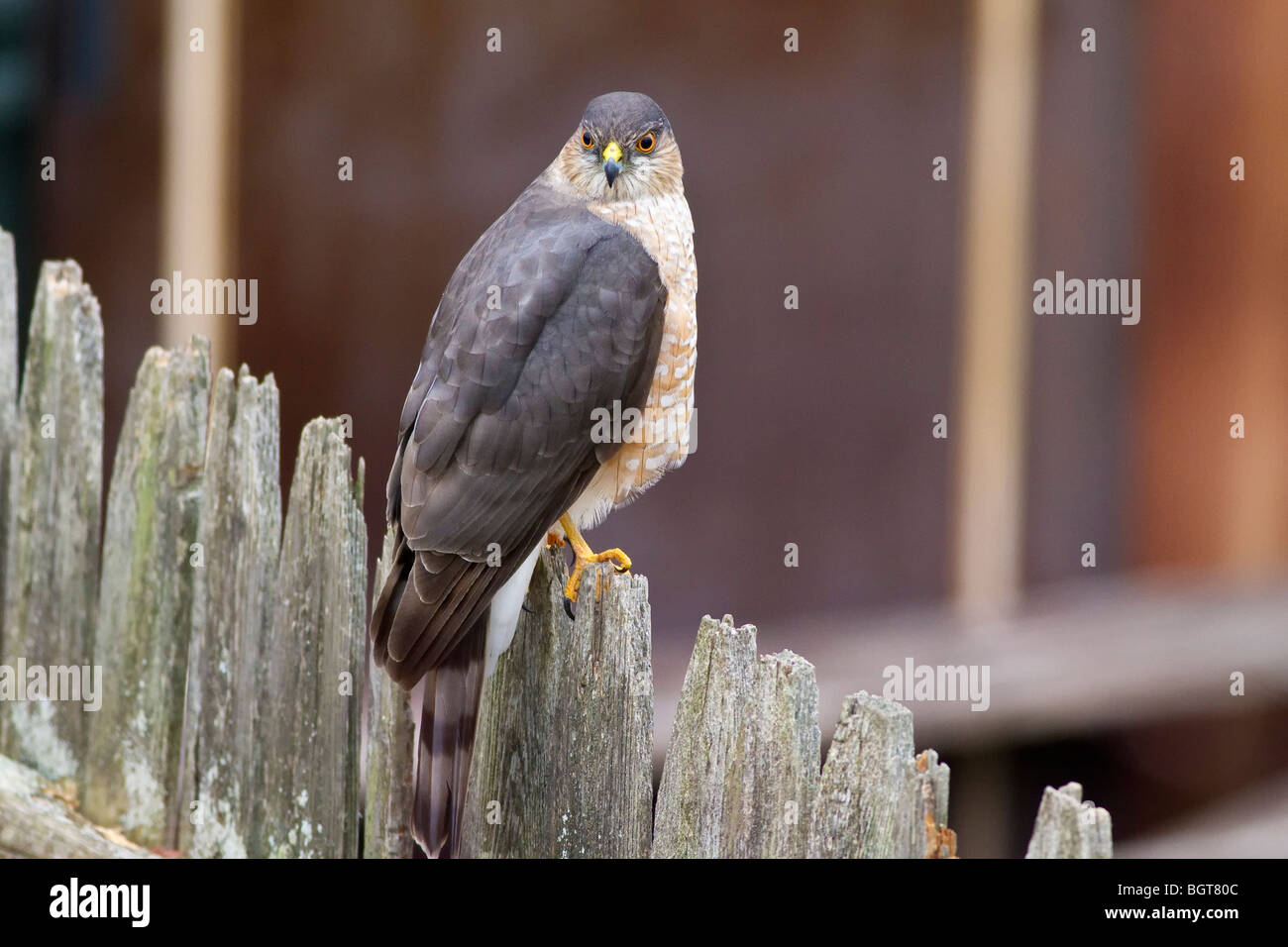 Sharp shinned hawk accipiter striatus hi-res stock photography and ...