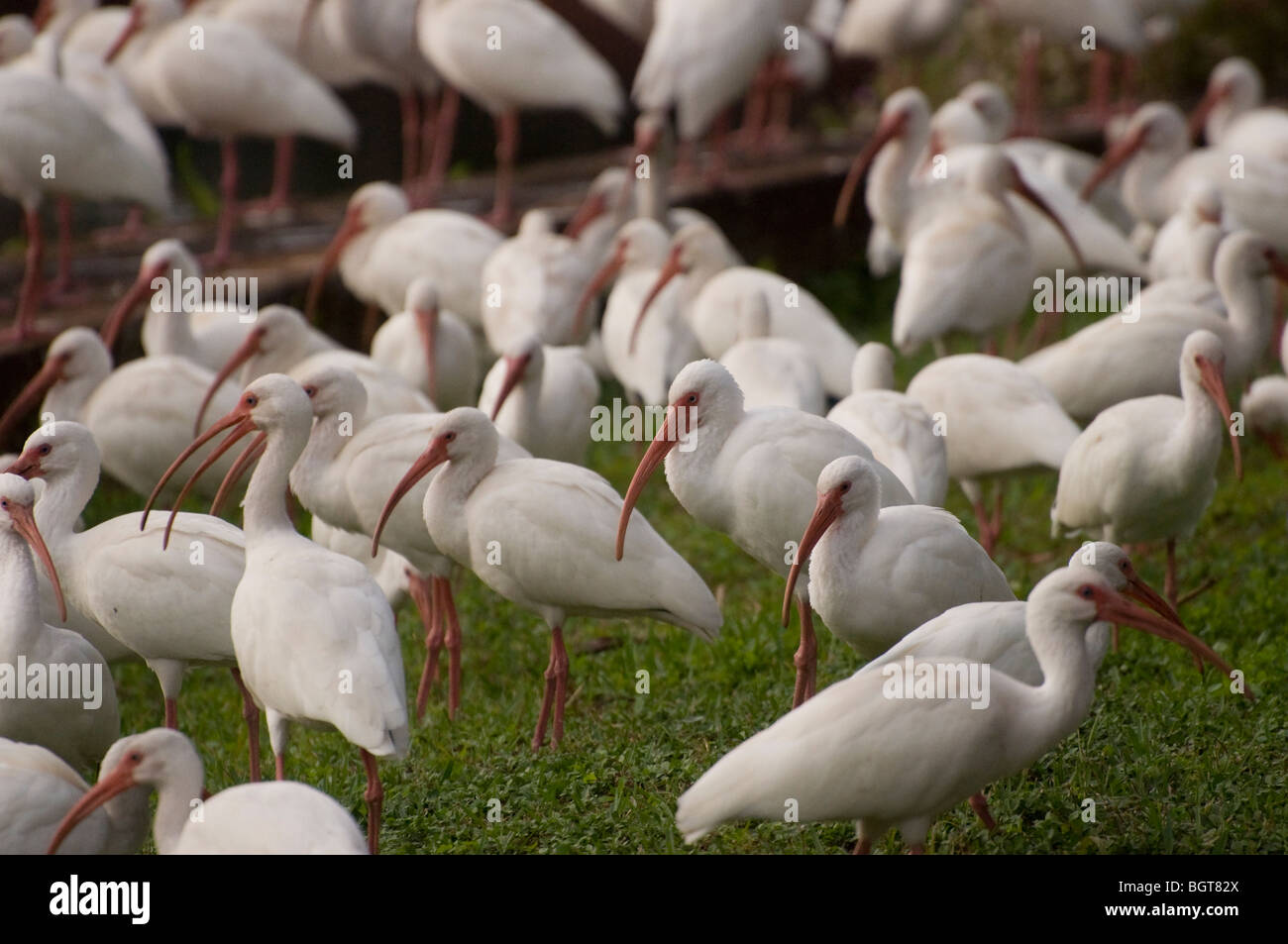 Flock ibis birds hi-res stock photography and images - Alamy