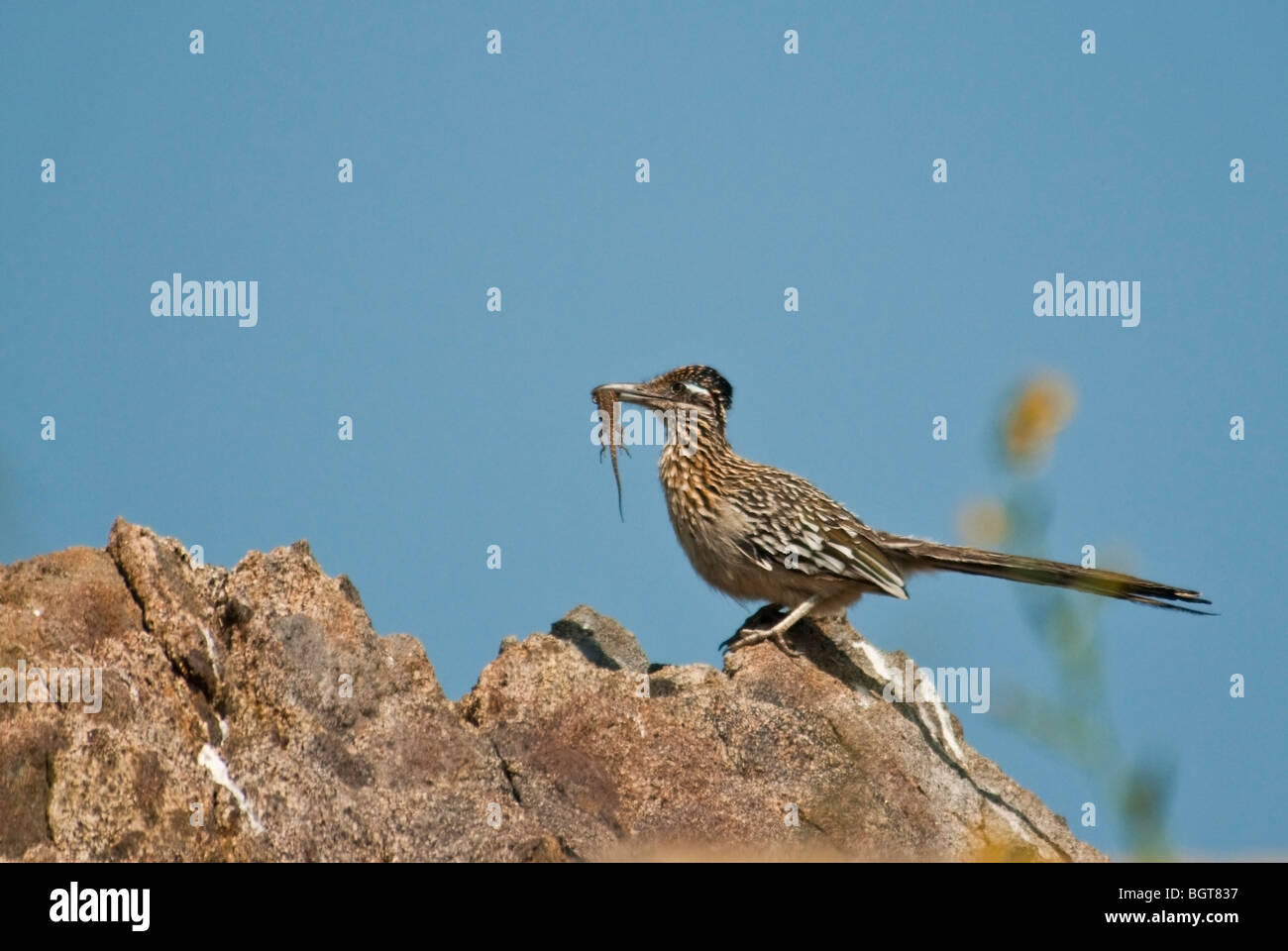 Eat Lizard High Resolution Stock Photography and Images - Alamy