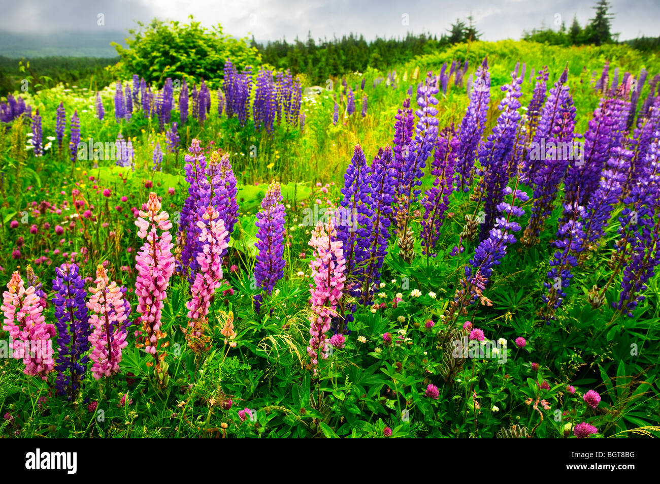 Newfoundland landscape hi-res stock photography and images - Alamy