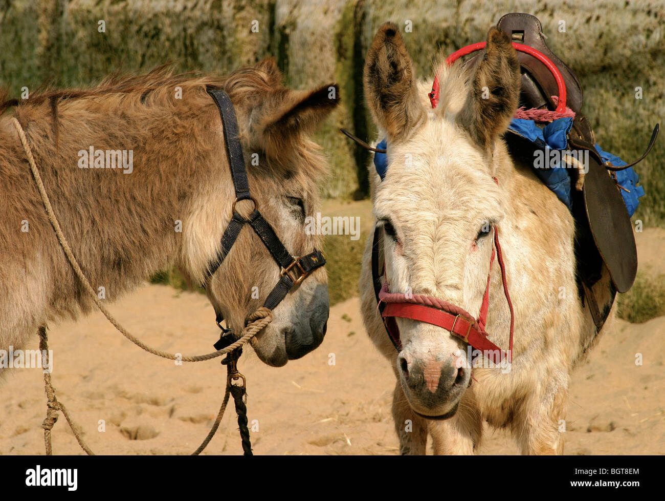 Donkeys on a beach for donkey rides Stock Photo - Alamy