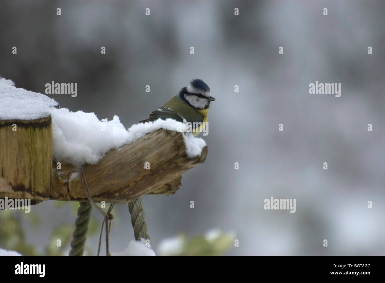 Blue tit on snowy bird table Stock Photo - Alamy