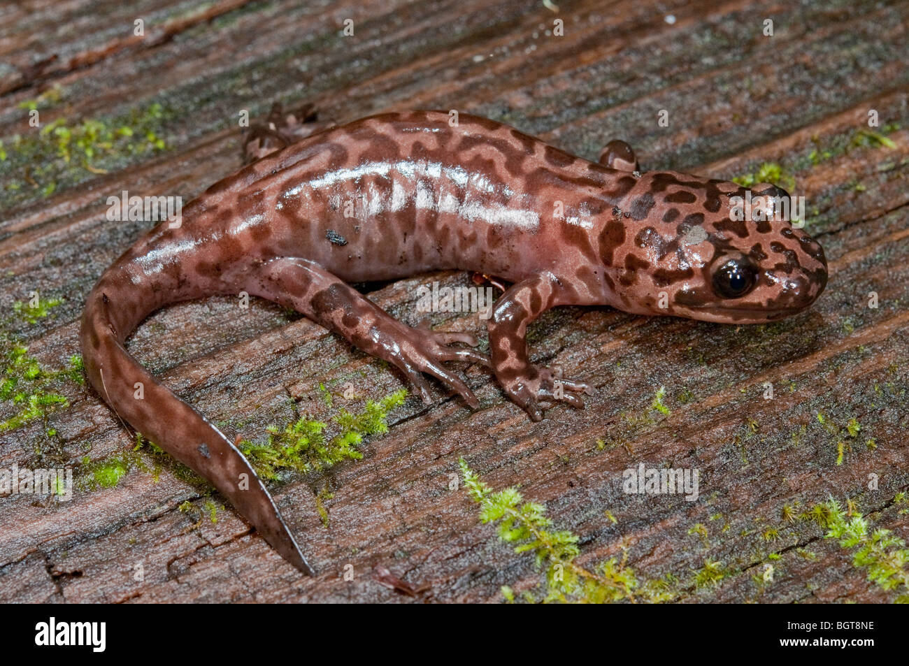 Giant Salamanders High Resolution Stock Photography and Images - Alamy