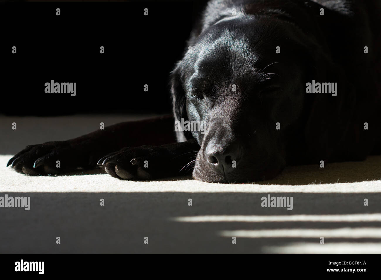 Black labrador fast asleep in a chink of sunlight Stock Photo - Alamy