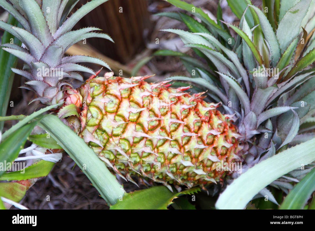 Pineapple plant with a pineapple bloom, ready to be harvested Stock ...