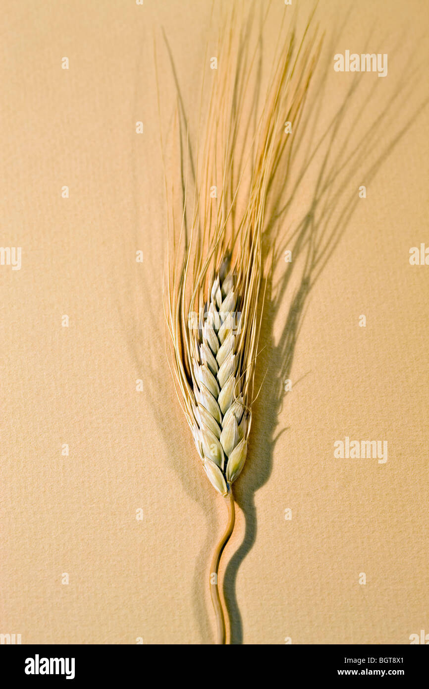 Stalk of wheat Stock Photo - Alamy