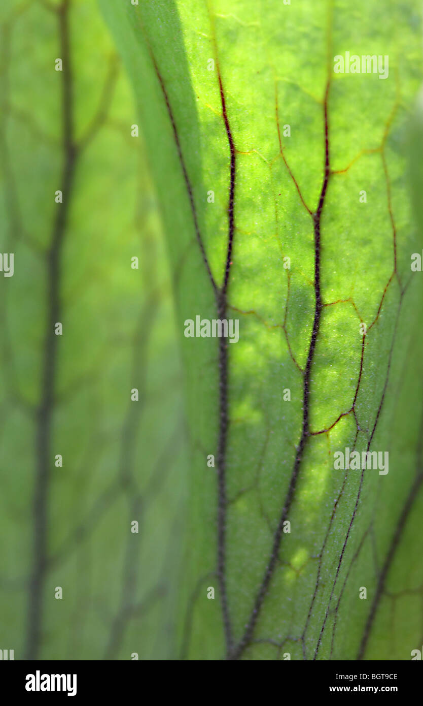 Macro shot of a fern leaf Stock Photo - Alamy