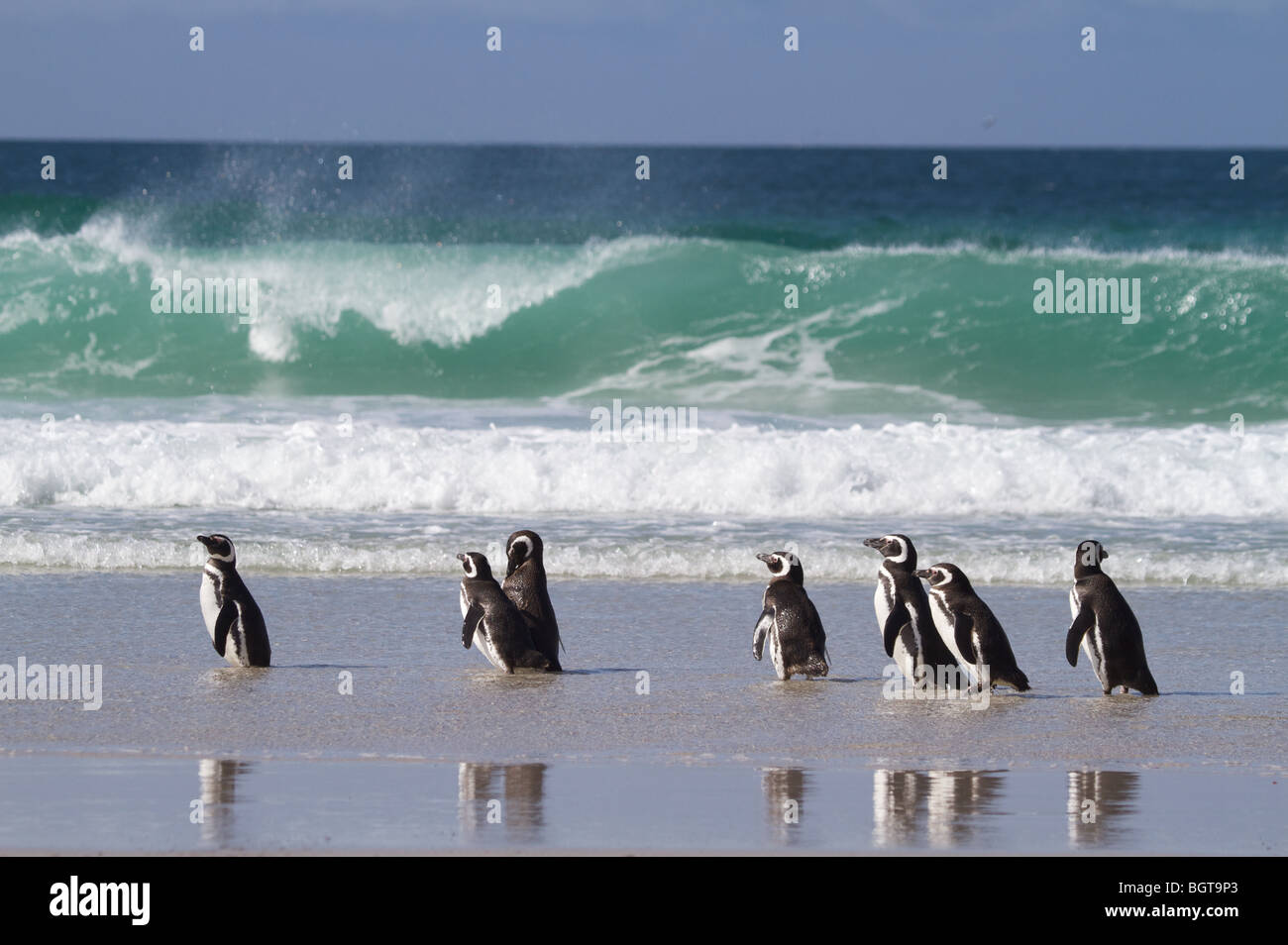 Magellanic penguins and surf, Falkland Islands Stock Photo - Alamy