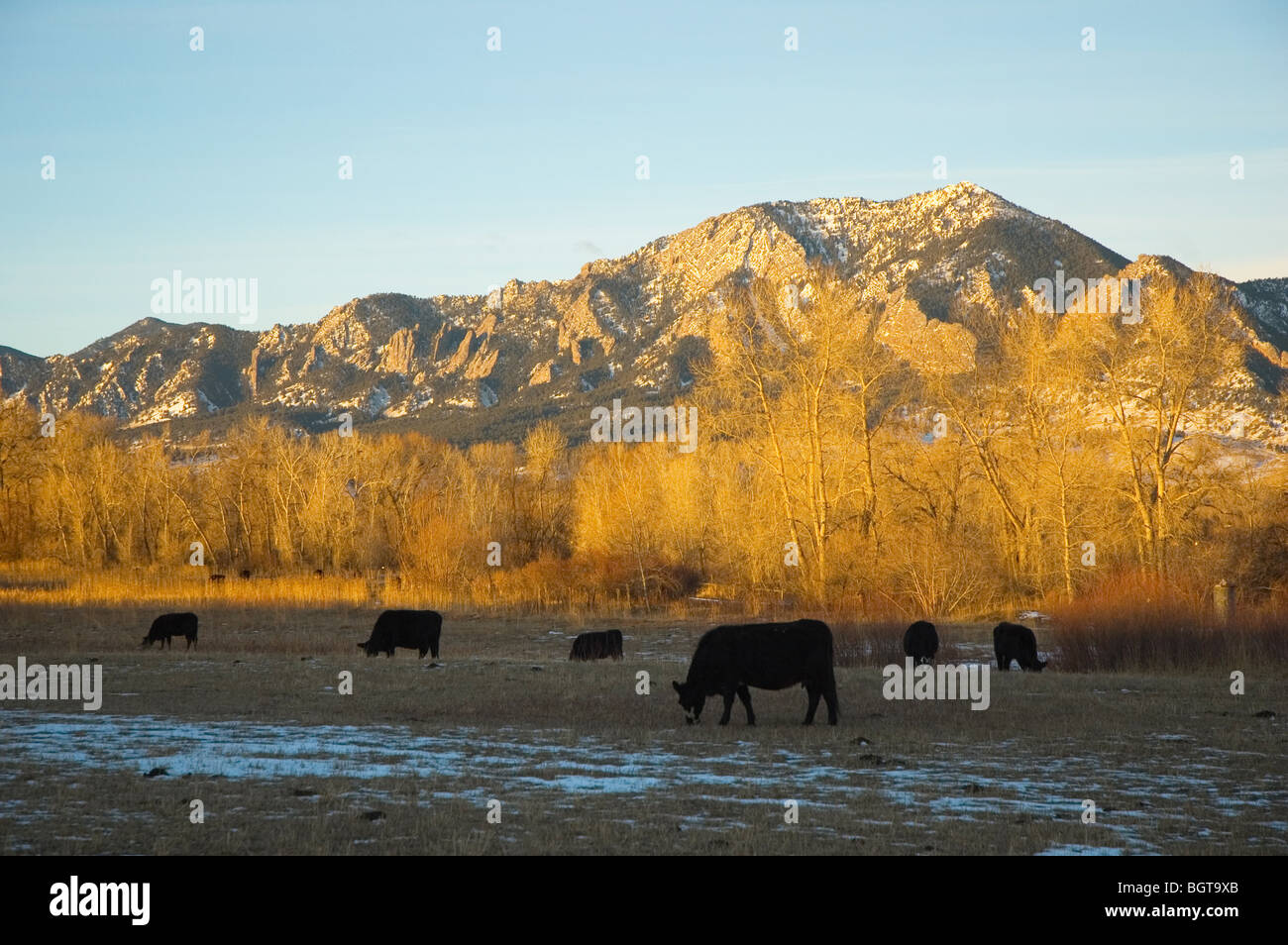 Cattle farming in north america hi-res stock photography and images - Alamy