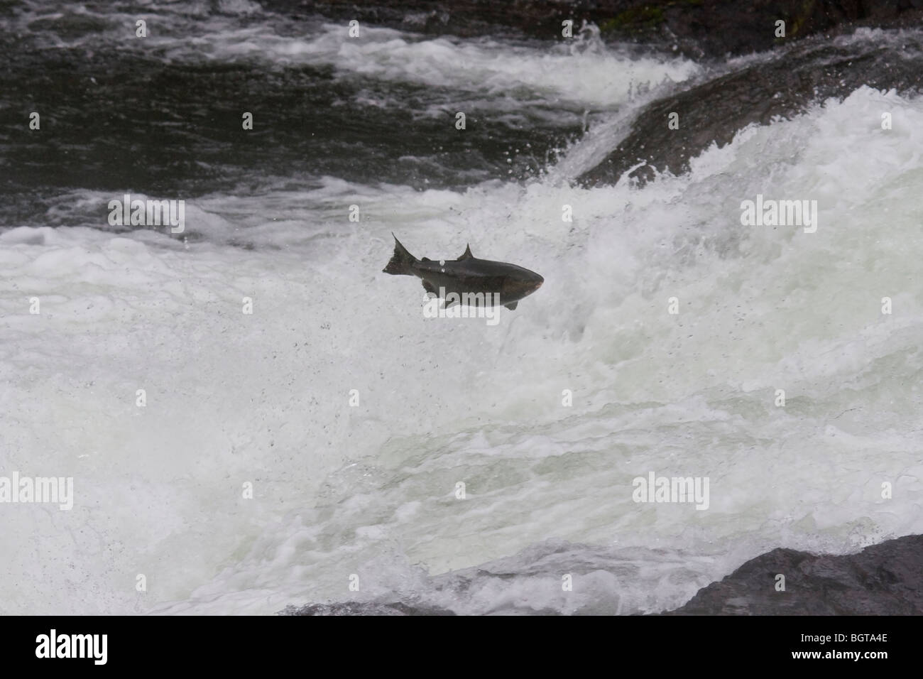 Salmon leaping up the bear falls marble river Stock Photo - Alamy
