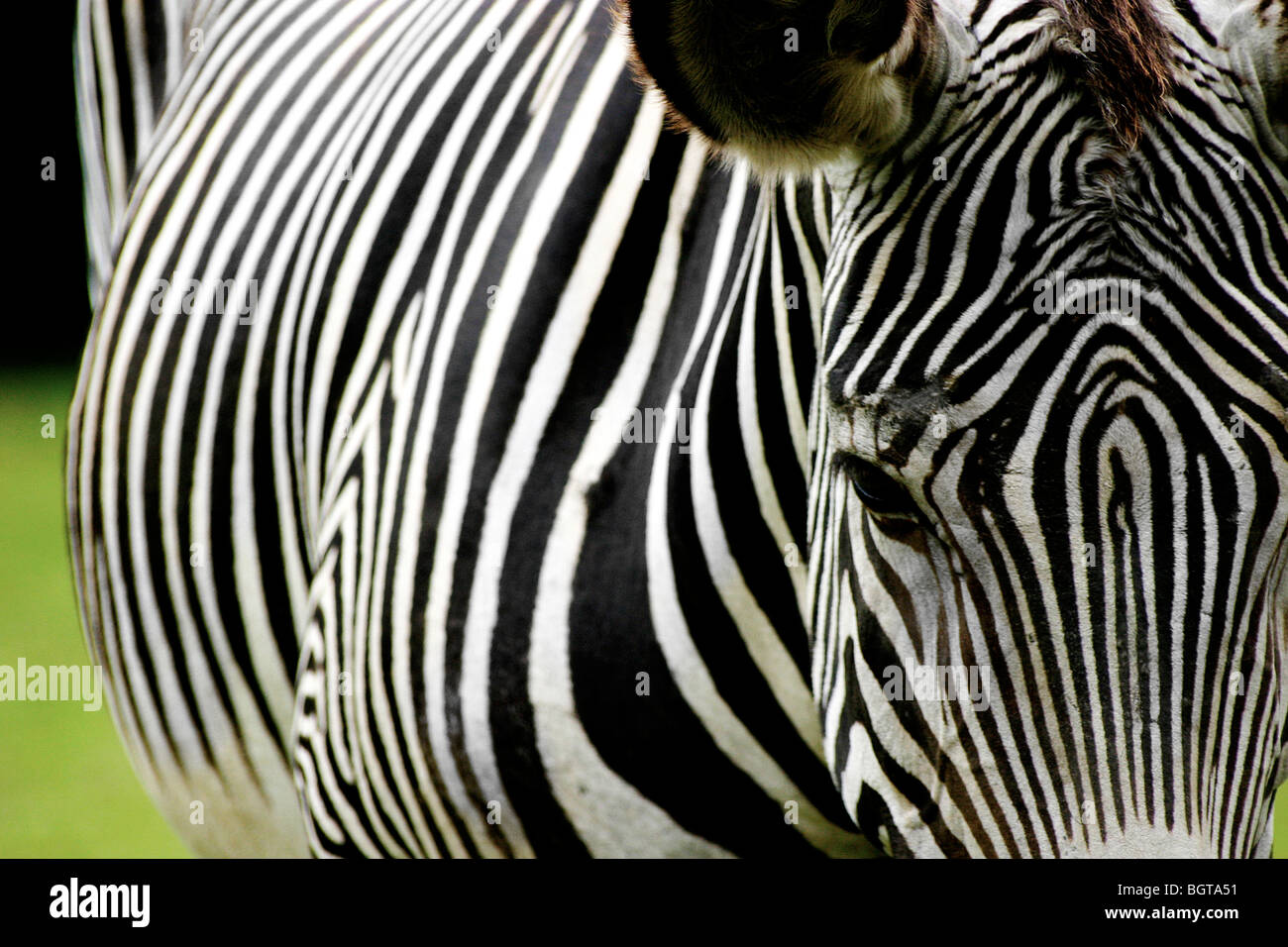 Zebra stripes contrast hi-res stock photography and images - Alamy