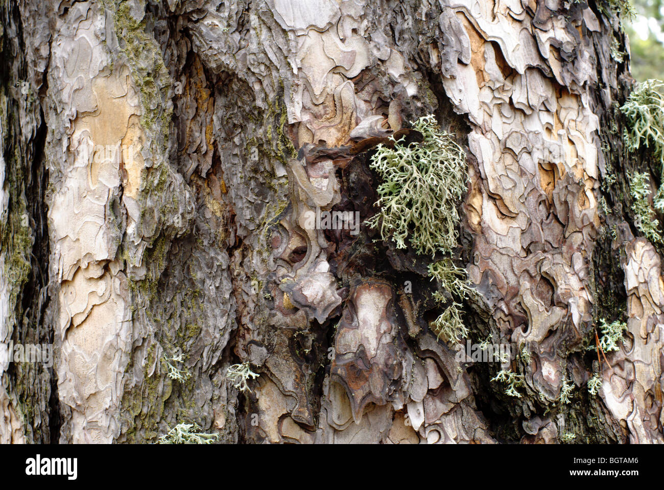 Pine tree bark hi-res stock photography and images - Alamy