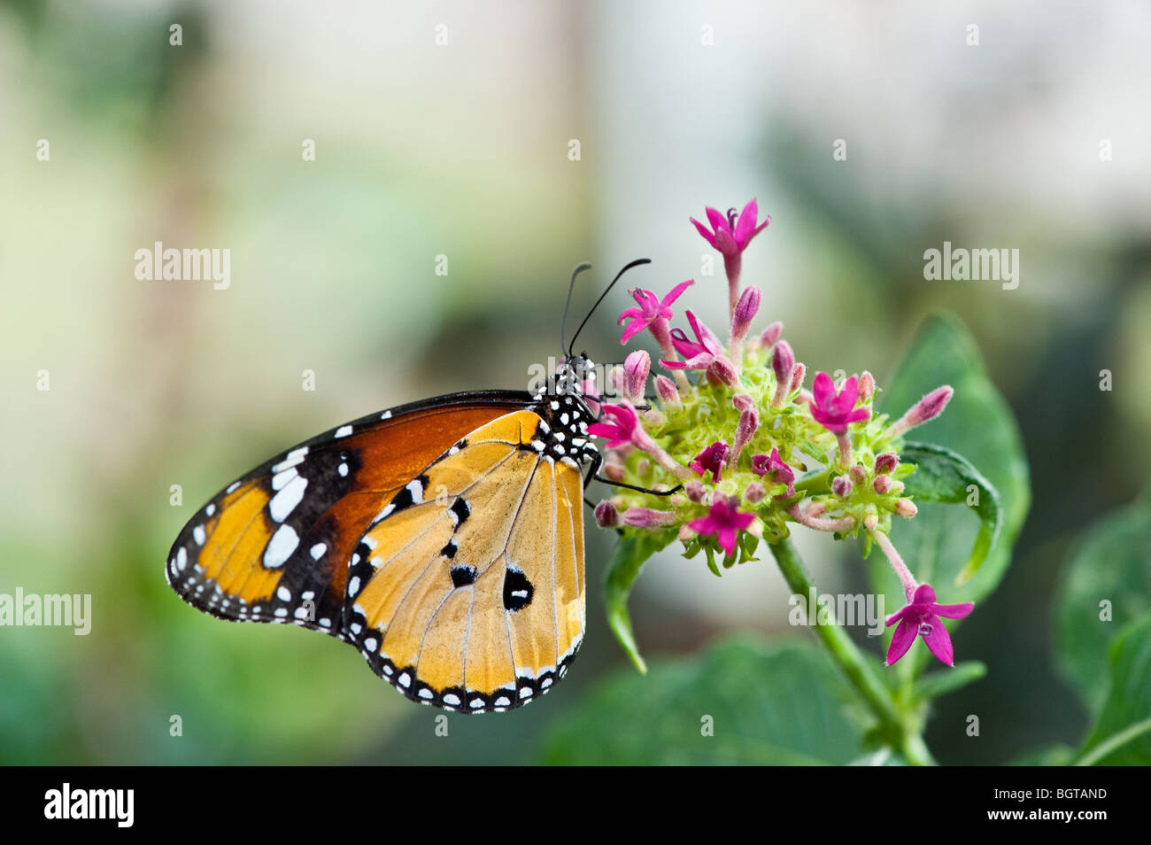 A close up view of a beautiful monarch butterfly Stock Photo - Alamy