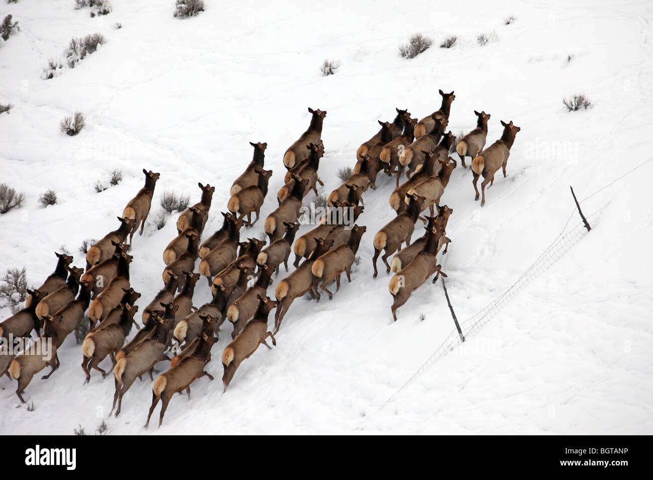 Elk aerial hi-res stock photography and images - Alamy