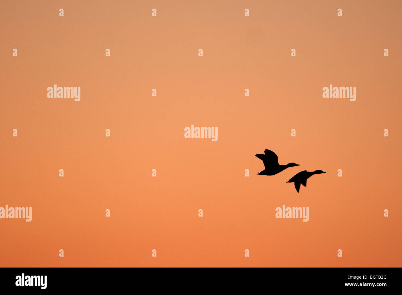 Pair of mallard duck at sunset Stock Photo - Alamy