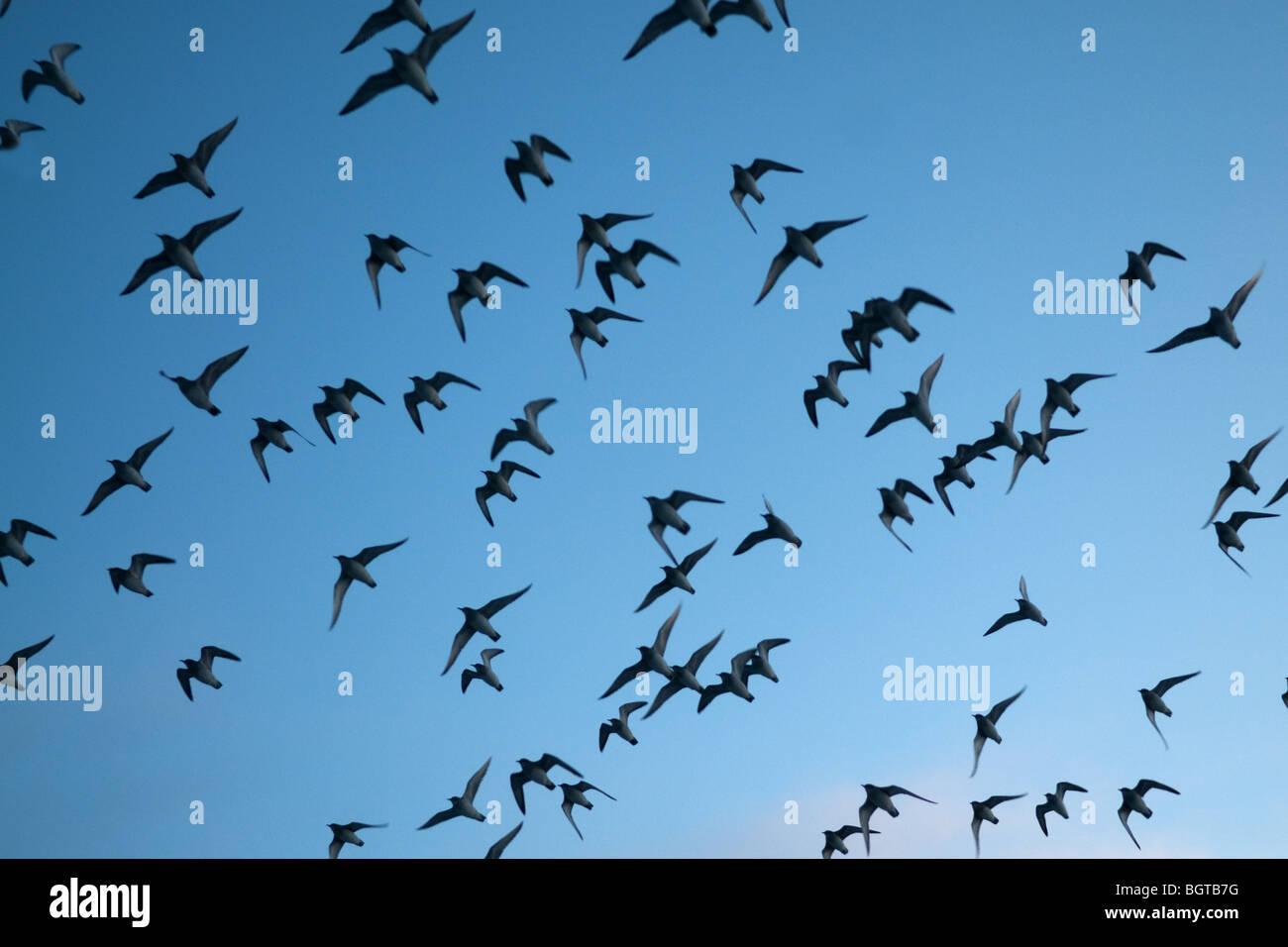 Flock of birds flying overhead Stock Photo - Alamy