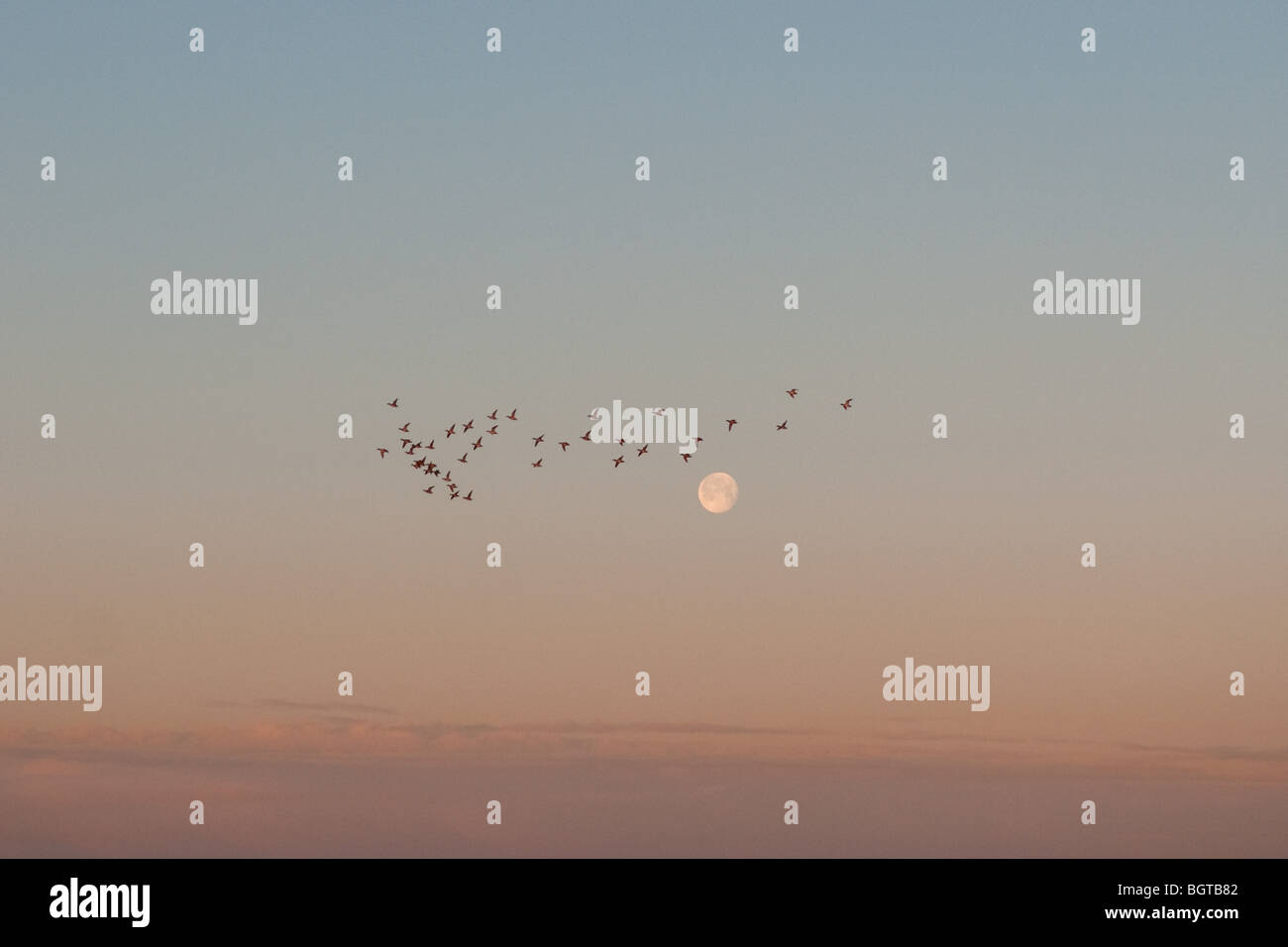 Flying in front of moon hi-res stock photography and images - Alamy