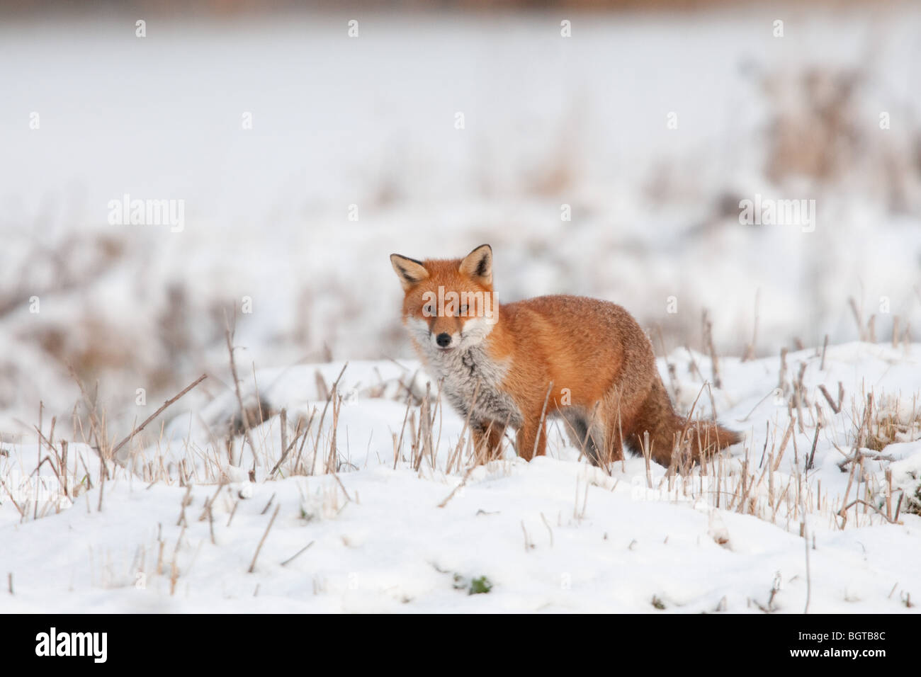 Fox snow hi-res stock photography and images - Alamy