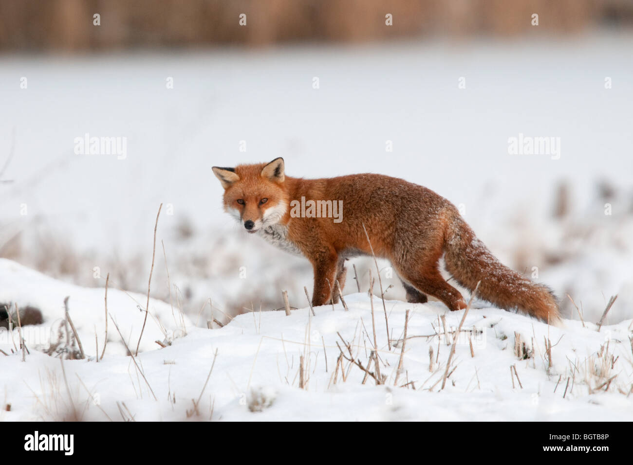 Fox in snow Stock Photo - Alamy