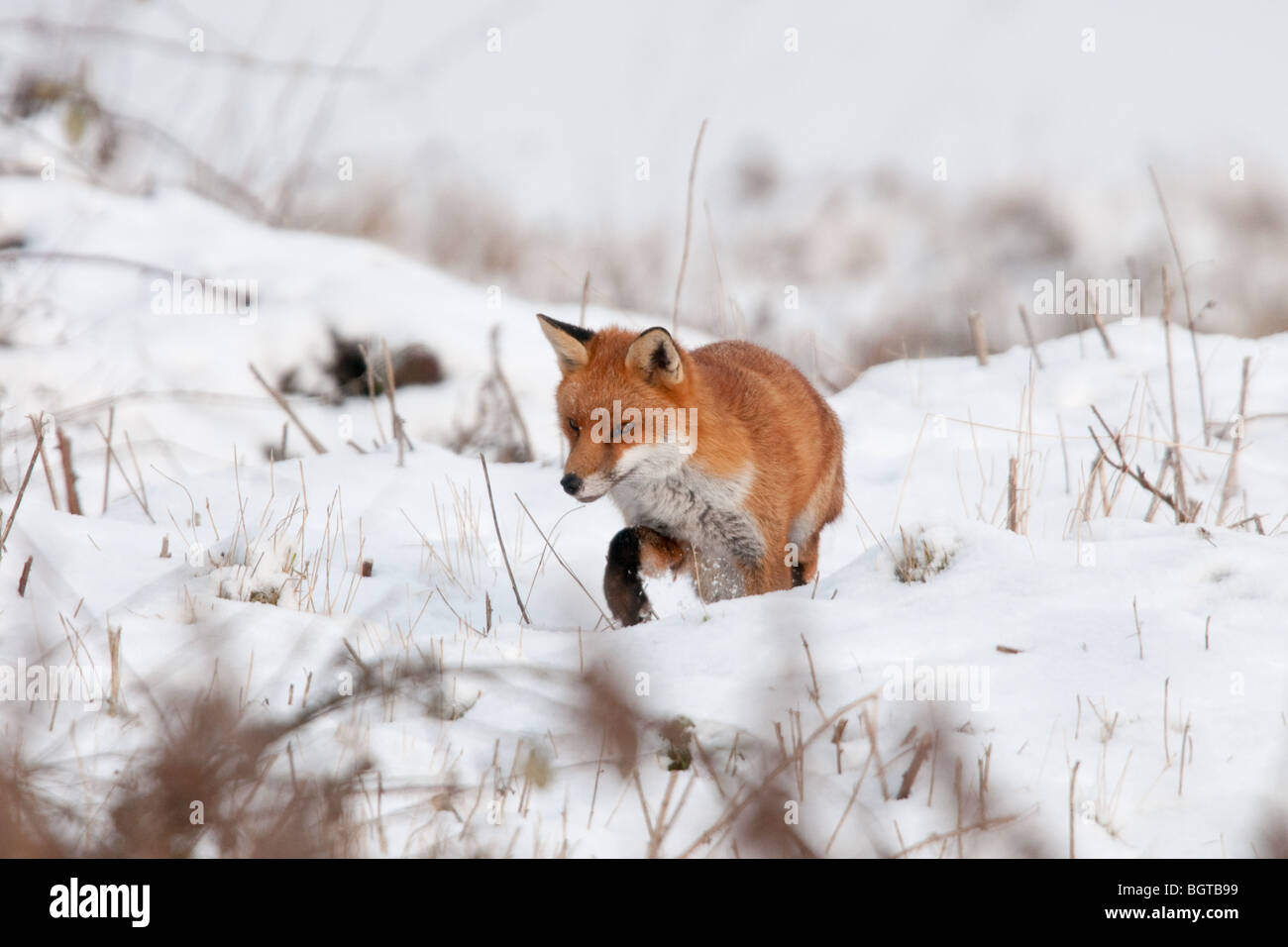 Fox snow hi-res stock photography and images - Alamy
