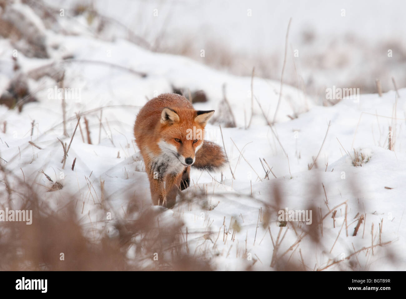 Fox in snow Stock Photo - Alamy