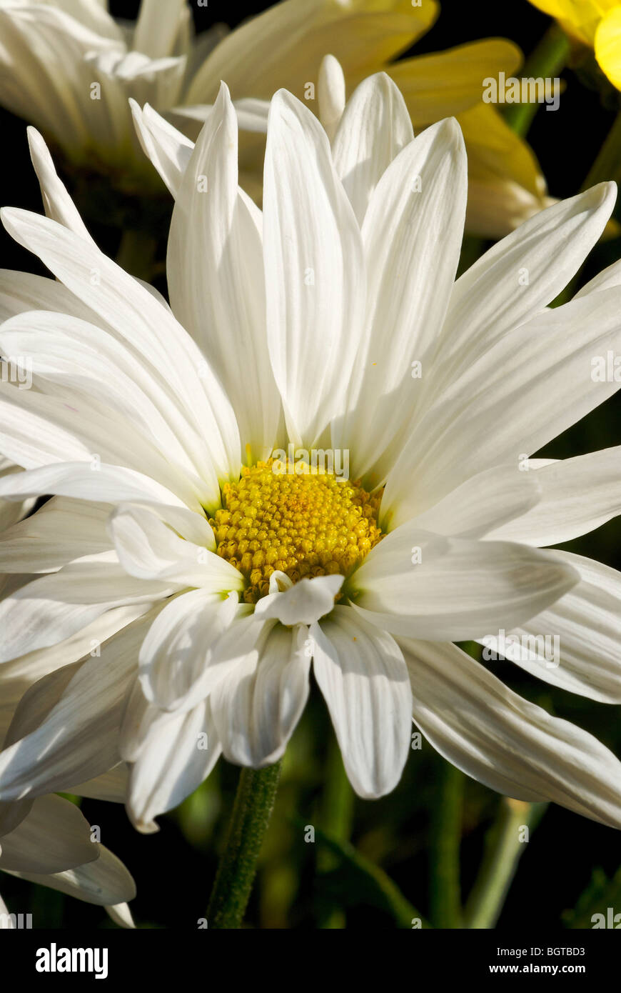 closeup of a single daisy Stock Photo - Alamy
