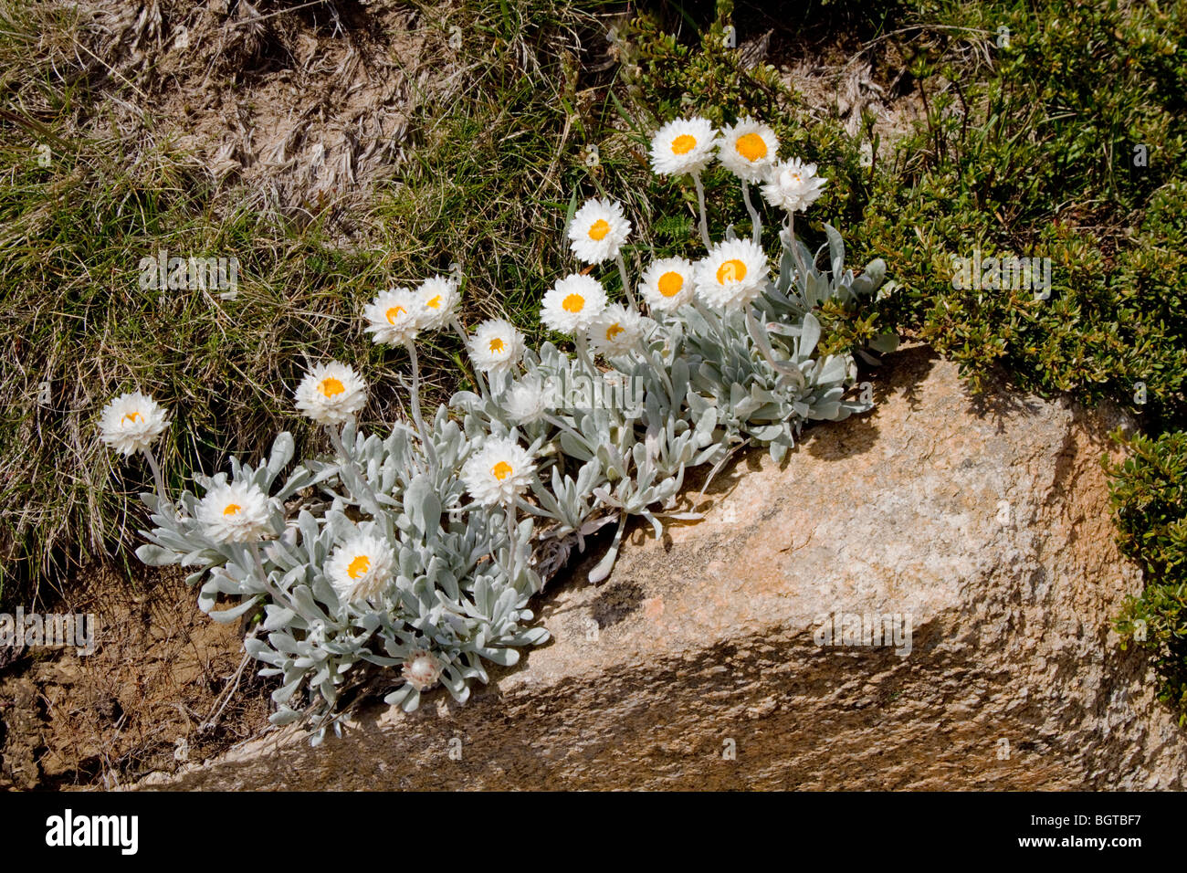 Alpine flowers hi-res stock photography and images - Alamy