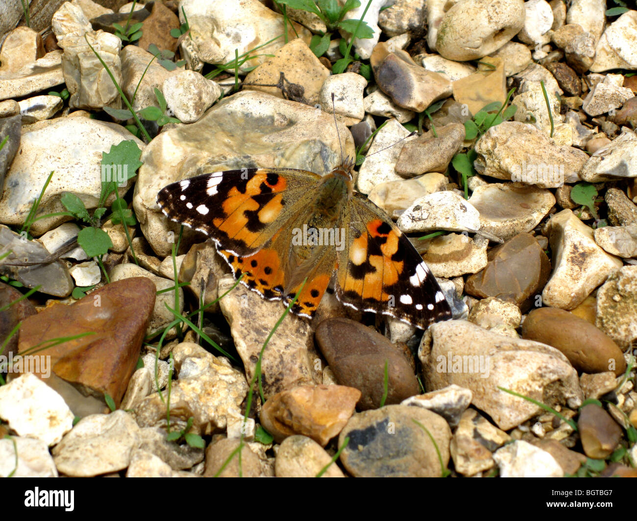Painted Lady butterfly (vanessa cardui Stock Photo - Alamy