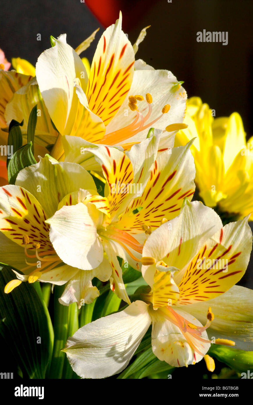 Tepals hi-res stock photography and images - Alamy