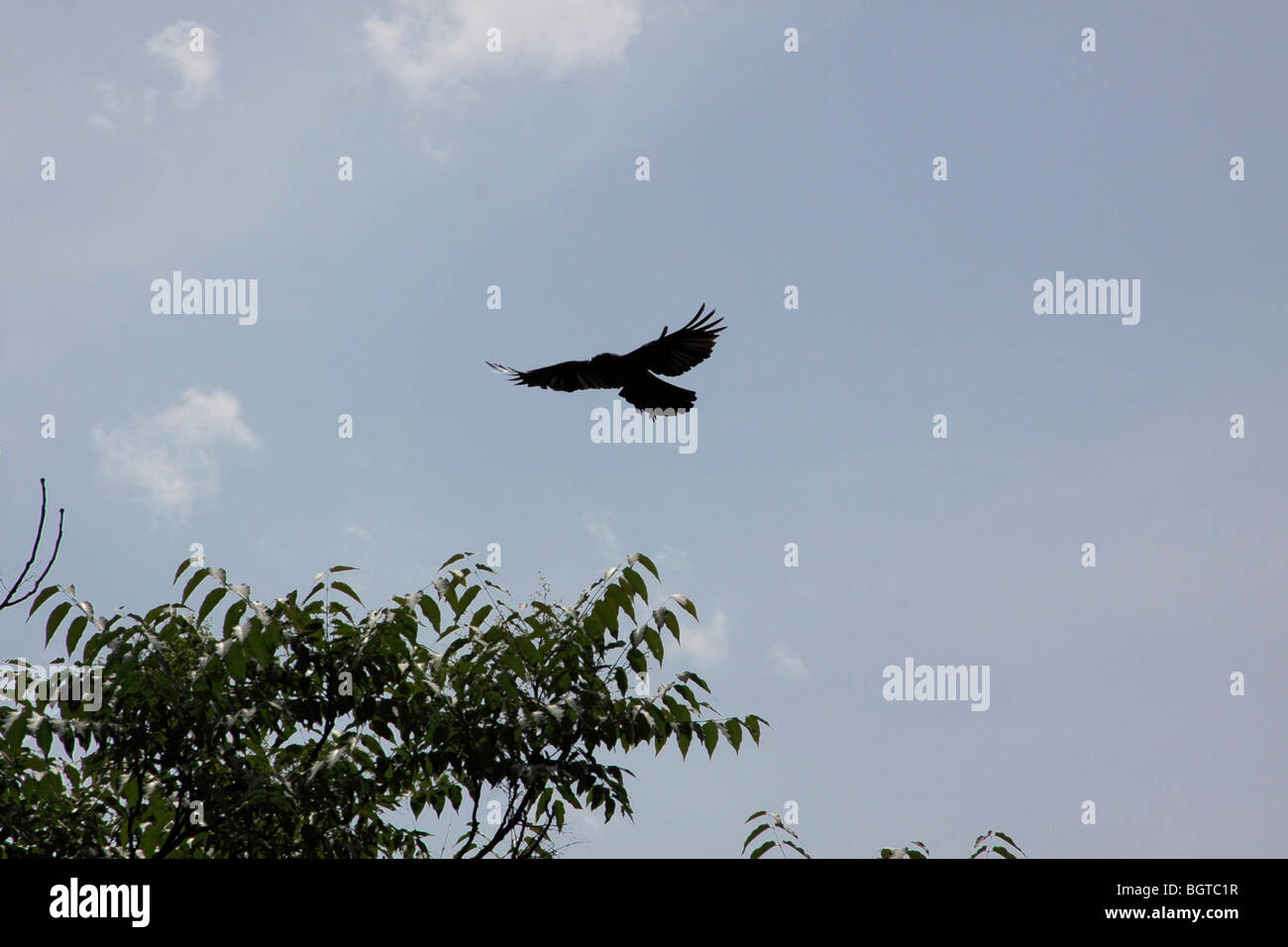 Hovering hawk hi-res stock photography and images - Alamy