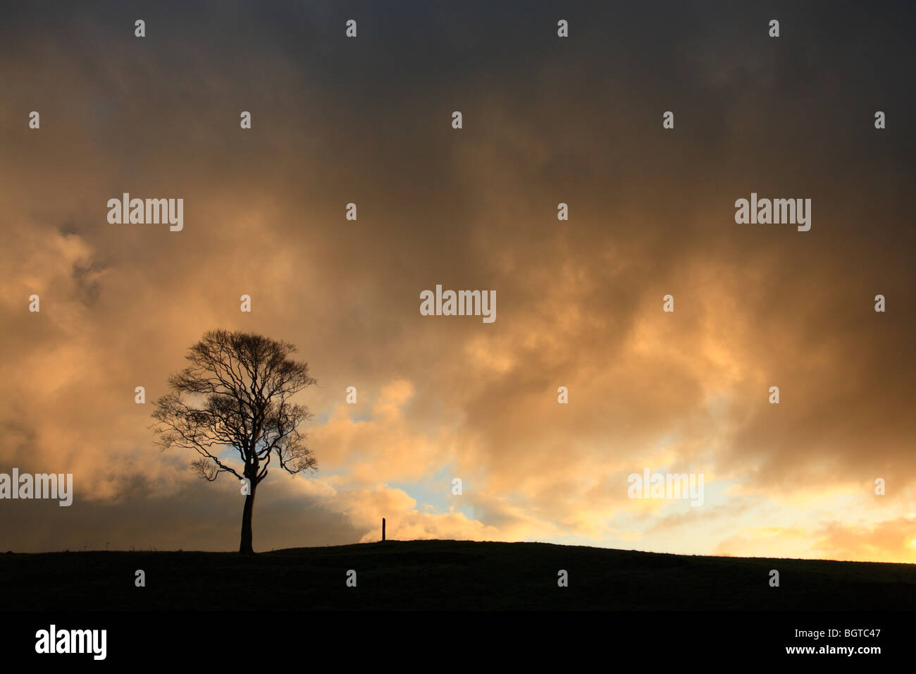 A single bare tree on a hill against a dramatic winter sky Stock Photo ...