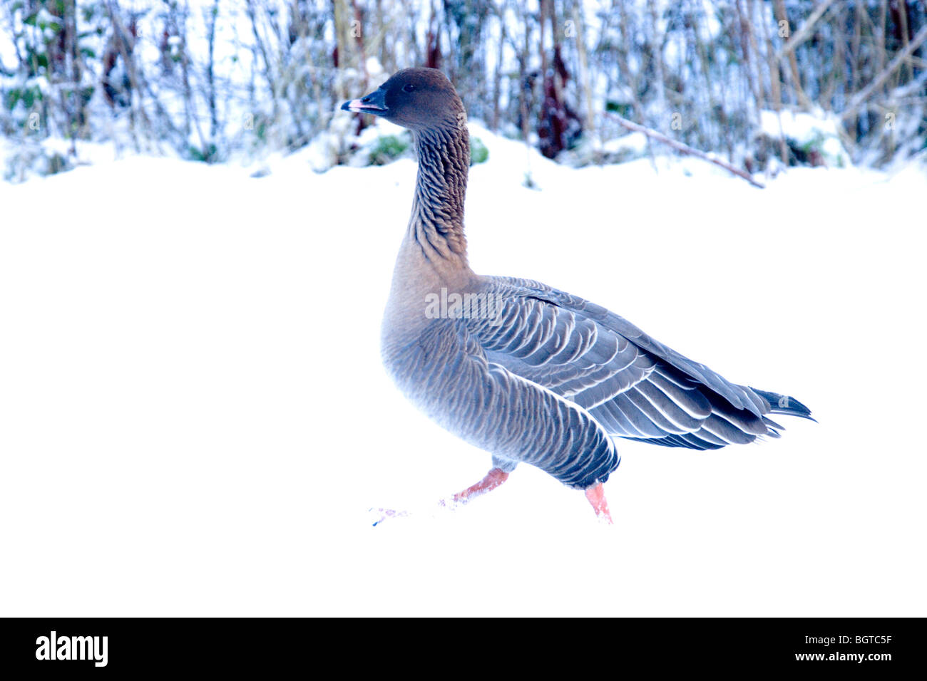 Walking winter plumage hi-res stock photography and images - Alamy